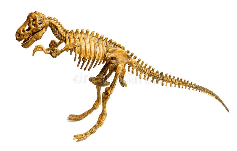 Megaraptor Skeleton