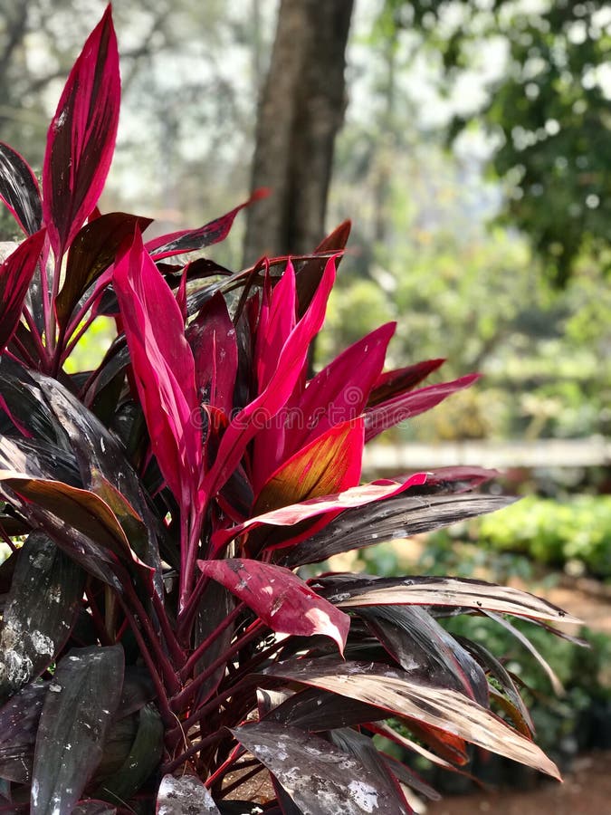 Tri Color Abigarrado Ginger Tropical Plant Red Imagen de archivo ...