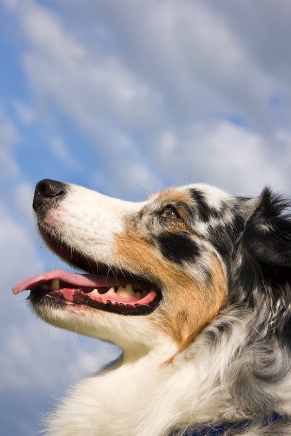 Mutt stock photo. Image of mutt, happy, black, wagging - 5211364