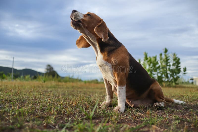A Tri-color Beagle Dog Howling while Sitting on the Field Stock Photo ...