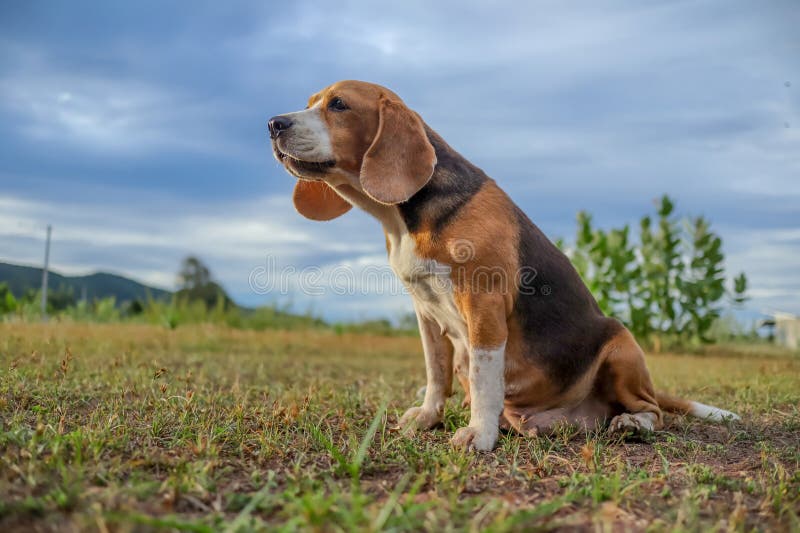 A Tri-color Beagle Dog Howling while Sitting on the Field Stock Image ...