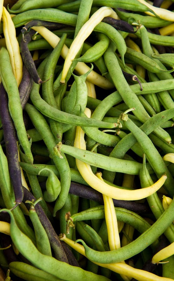 Tri Color Beans stock image. Image of farm, ingredient - 15526189