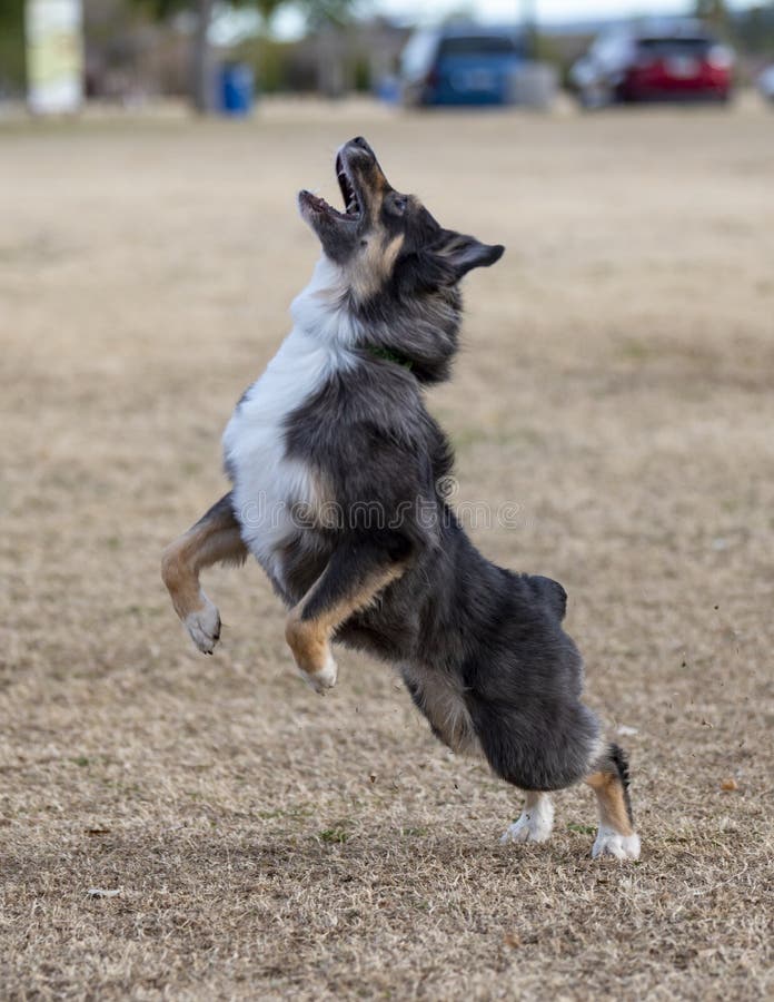 Tri Color Border Collie on Two Legs Jumping Stock Image - Image of ...