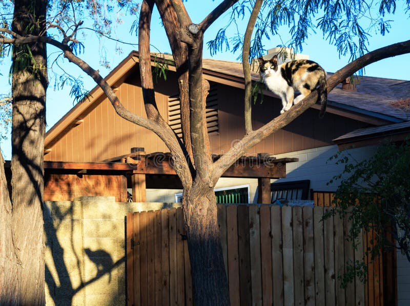 Tri-color Cat Sitting High in a Tree Stock Photo - Image of trunk ...