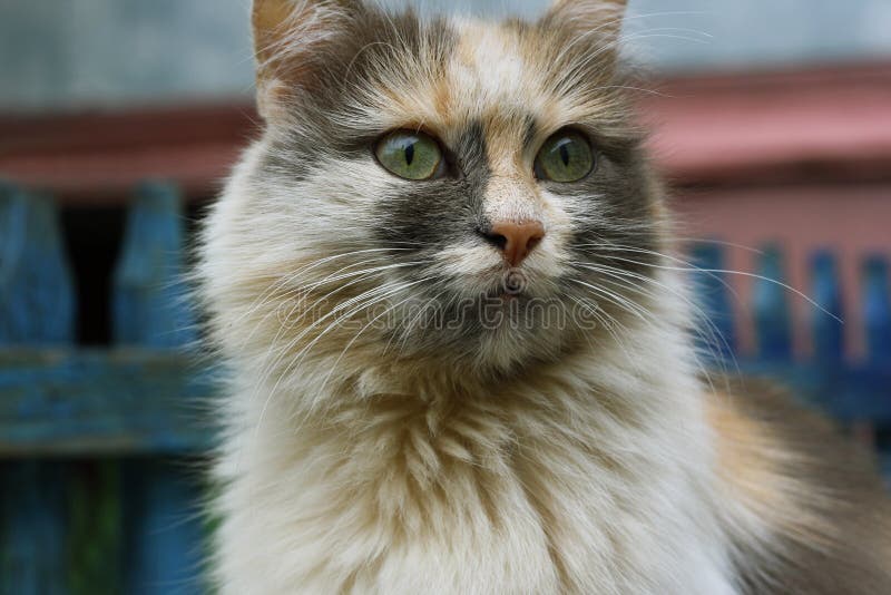 Tri-color cat stock photo. Image of view, homeless, bench - 53542590