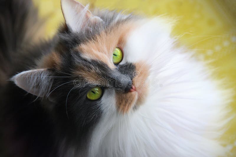 A tri-color cat stock photo. Image of love, maine, black - 147751712