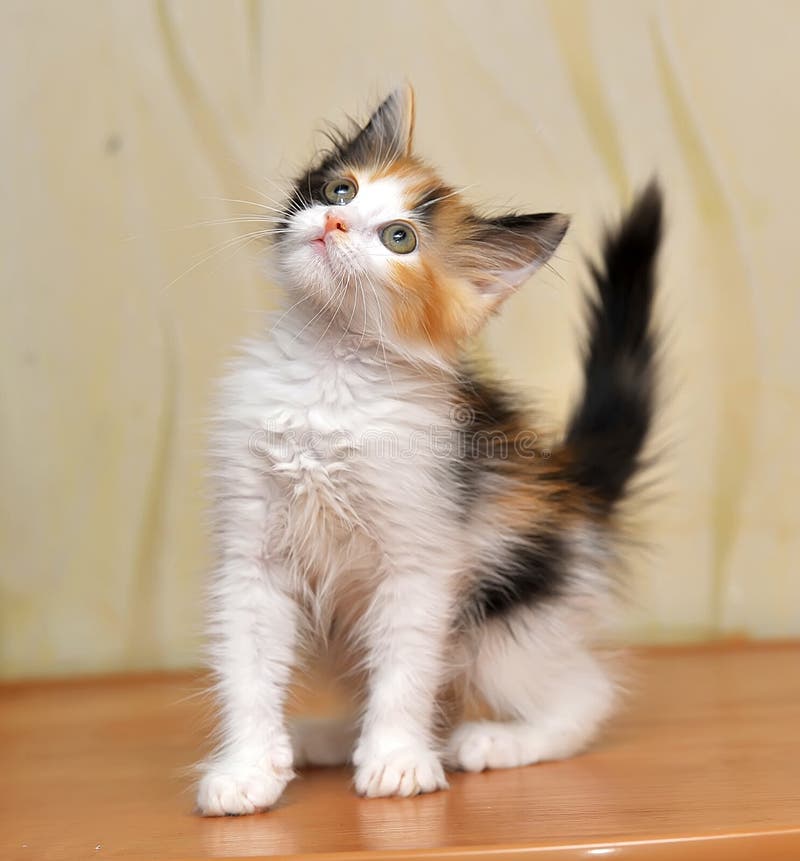Tri-color cute kitten stock photo. Image of ears, isolated - 72953892