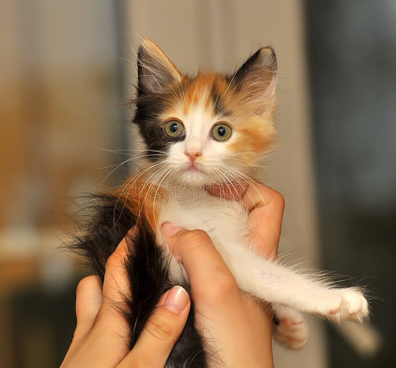 Tri-color cute kitten stock photo. Image of domestic - 72955512