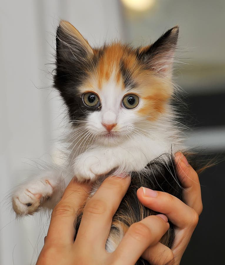 Tri-color cute kitten stock photo. Image of copy, house - 72956918