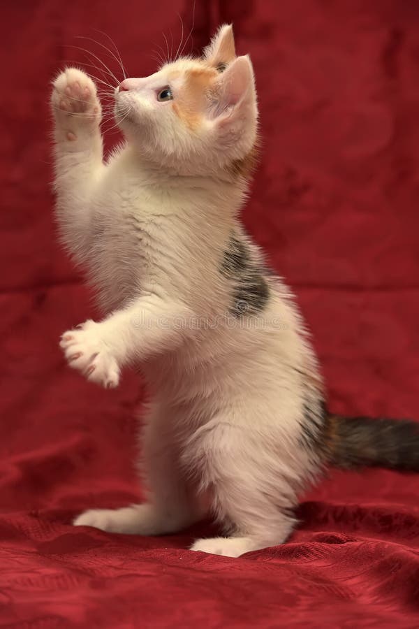 Tri-color cute kitten stock photo. Image of ears, isolated - 72953892