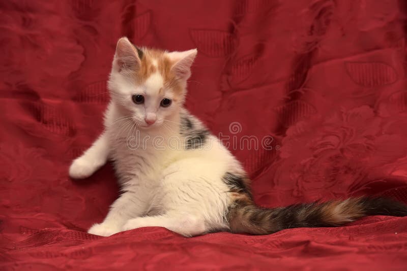 Tri-color cute kitten stock photo. Image of ears, isolated - 72953892