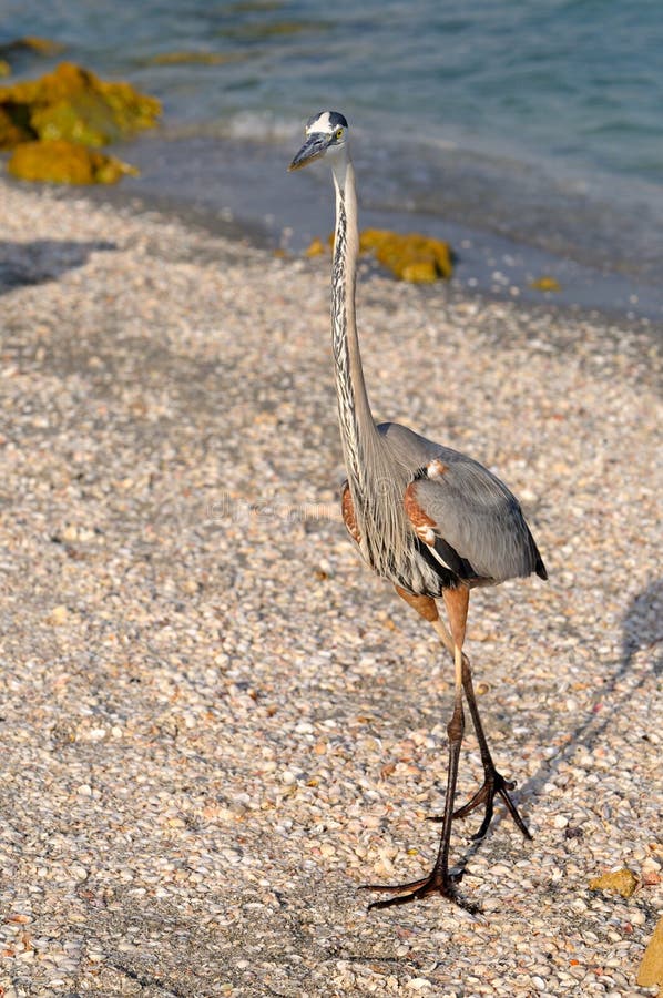 Tri Color Heron stock photo. Image of beach, heron, tall - 11120458