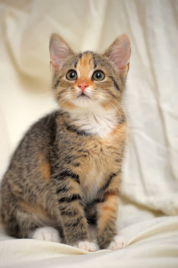 Tri-color kitten stock photo. Image of ears, frightened - 42675670