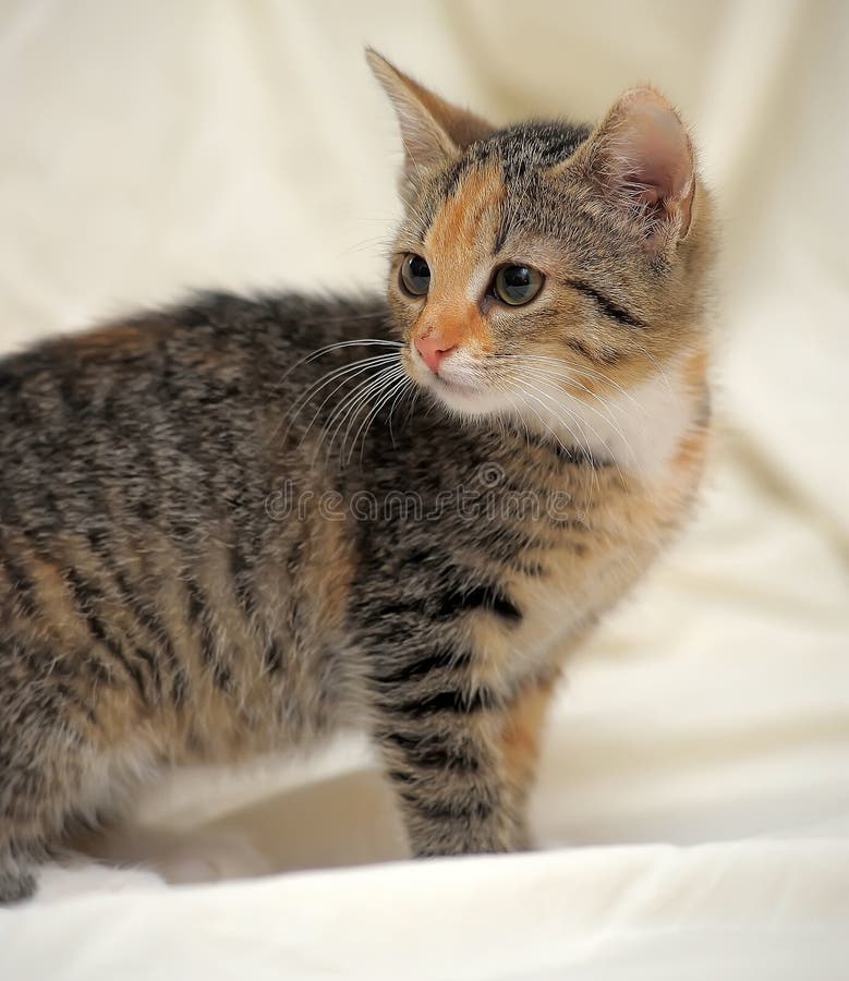 Tri-color kitten stock image. Image of green, ears, puss - 42675841