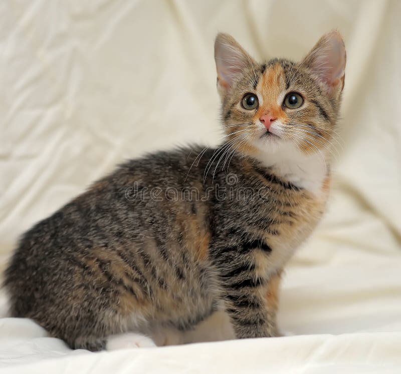 Tri-color kitten stock image. Image of animals, cats - 42675865