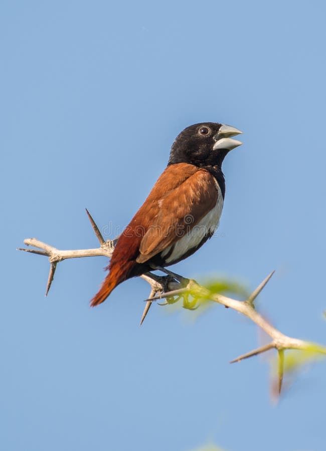 Tri Color Munia Bird stock photo. Image of bird, florida - 82177134