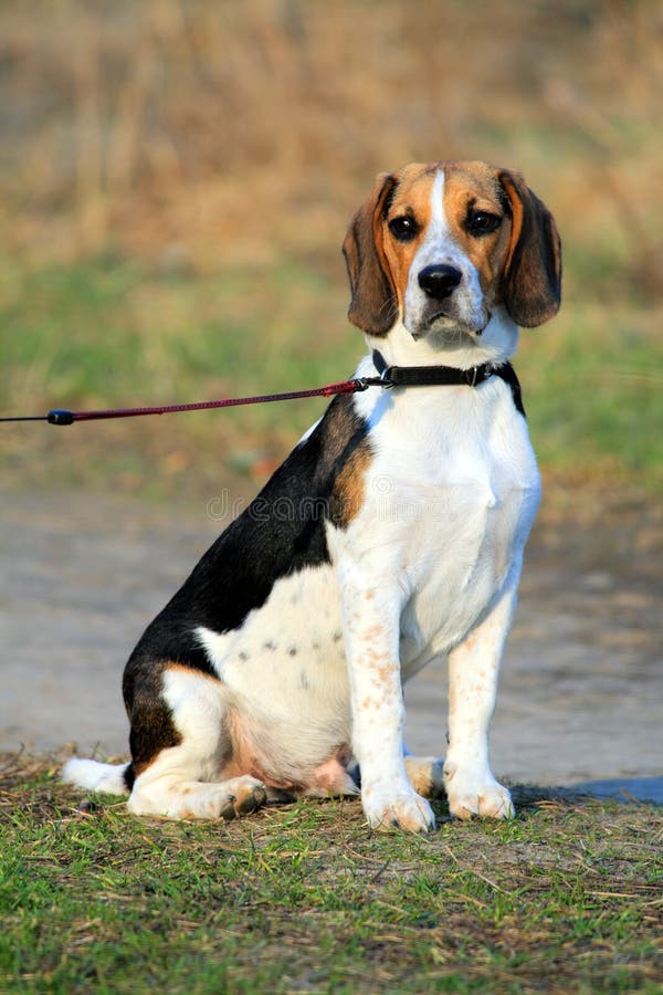 Tri-colored beagle puppy stock photo. Image of beagle - 14010590