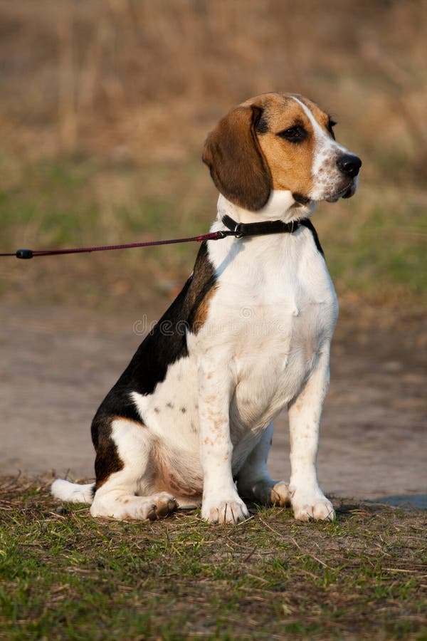 Tri-colored beagle puppy stock photo. Image of small - 14010594
