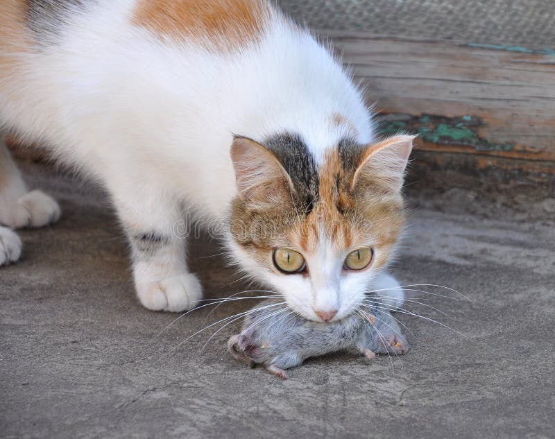 Tri-colored Cat Caught Mouse. Stock Photo - Image of hungry, mouth ...