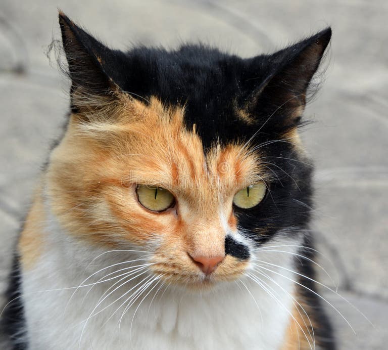 Tri-colored cat stock image. Image of horizontal, curious - 161922075