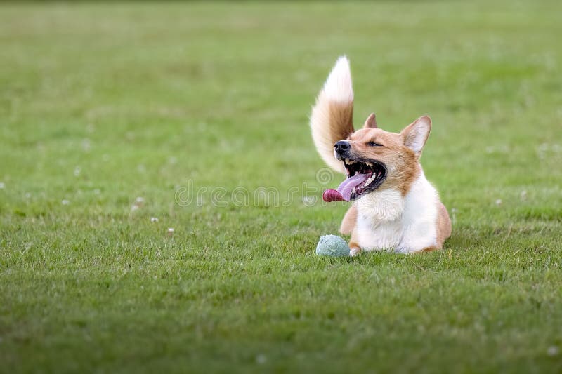 A Tri Colored Cattle Corgi Mix Lying in the Grass Resting with Its Ball ...