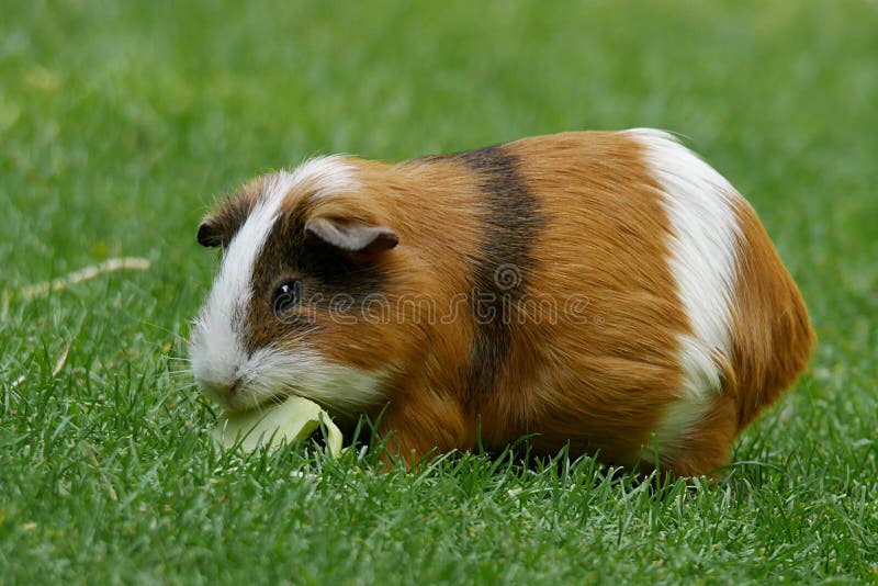 Tri-colored guinea pig stock photo. Image of rodent, animal - 62353672