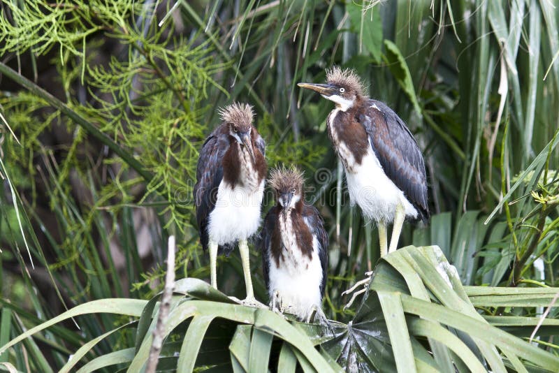 Tri-colored heron. stock photo. Image of three, family - 23316824
