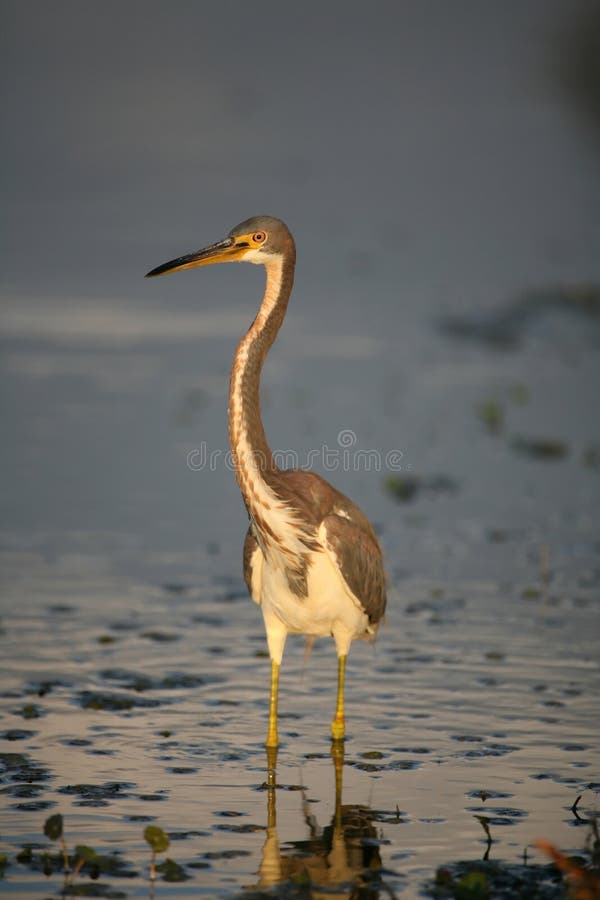 Tri-colored Heron stock image. Image of colorful, bird - 104368183