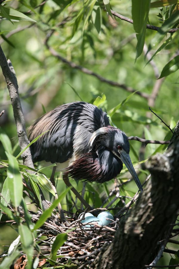 Tri-colored Heron stock image. Image of avian, burd - 104293305