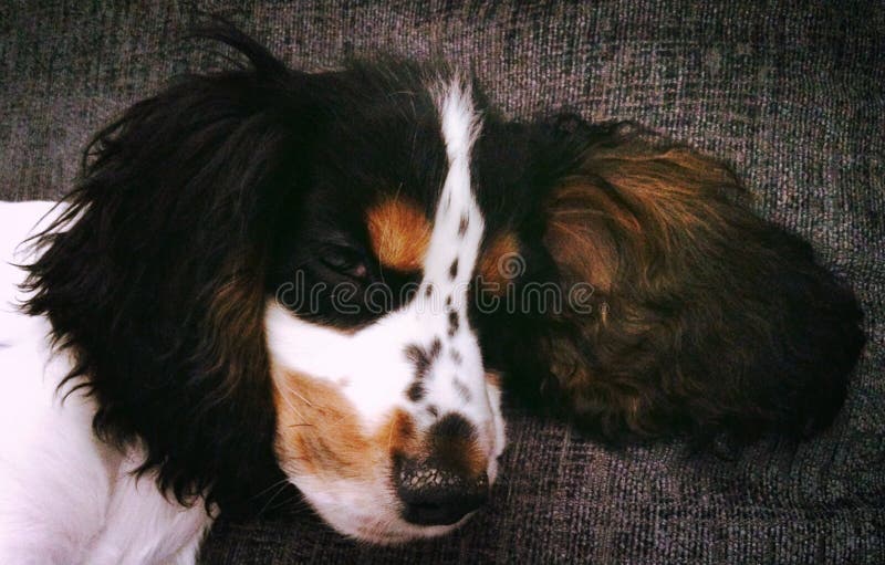 Tri Colour Cocker Spaniel Puppy Stock Photo - Image of cocker, spaniel ...