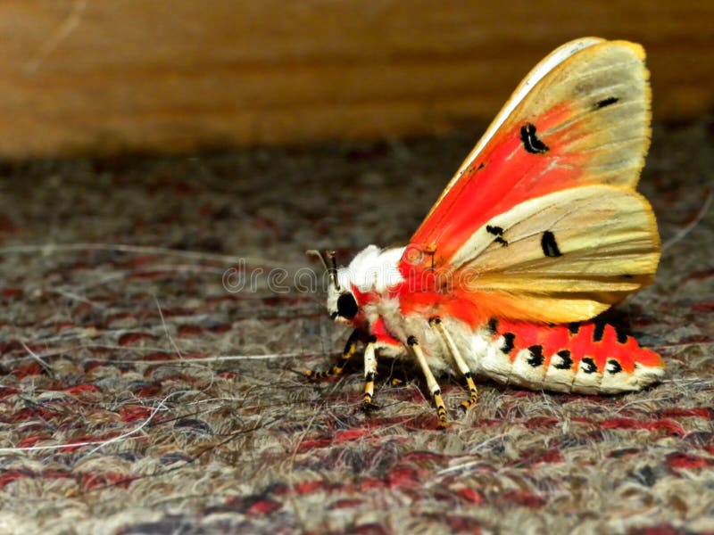 Tri Coloured Tiger moth 3 stock image. Image of southern - 46052131