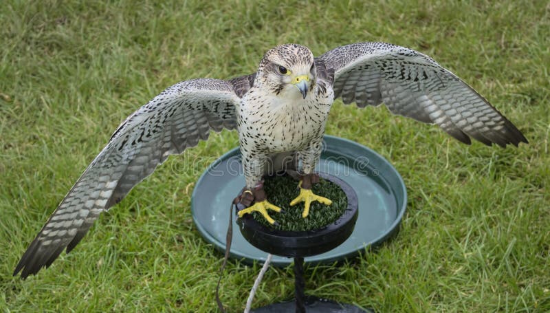 Ali Di Falco Tri-ibrido Spiegate Immagine Stock - Immagine di reale ...