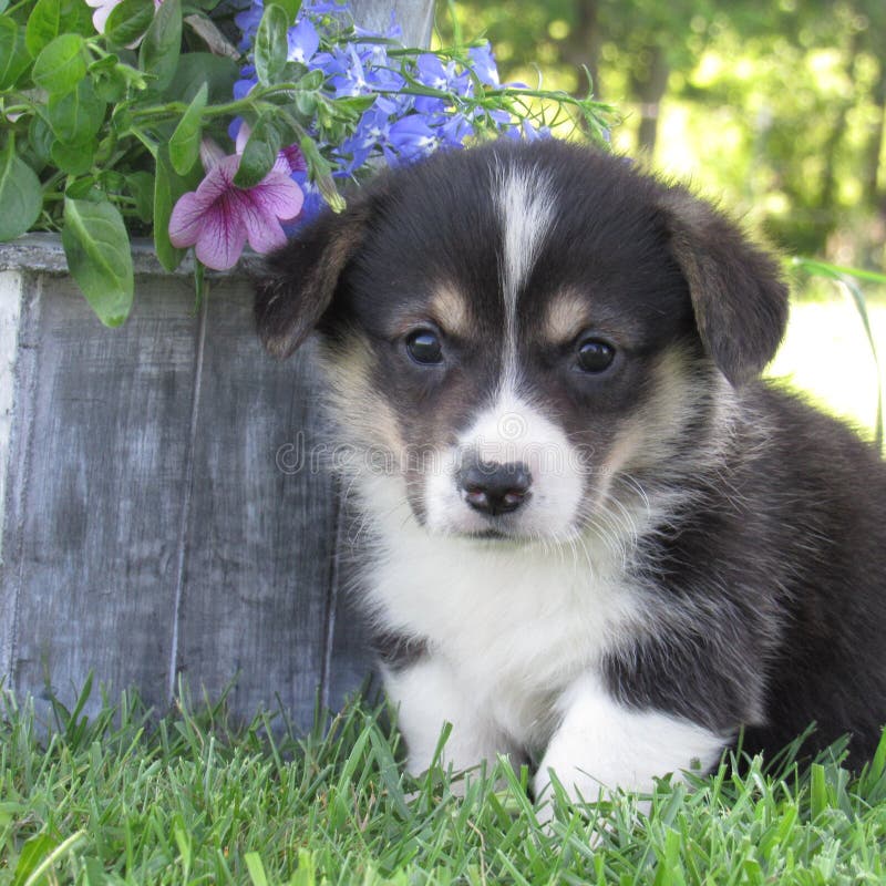 Tri Perrito Del Corgi Del Color Foto de archivo - Imagen de pembroke ...