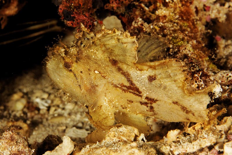 Poissons De Scorpion - Mer D'Andaman Photo stock - Image du seawater ...