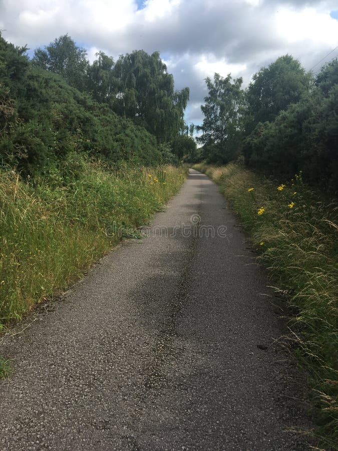 Trial path in forest stock photo. Image of woodland - 160980440