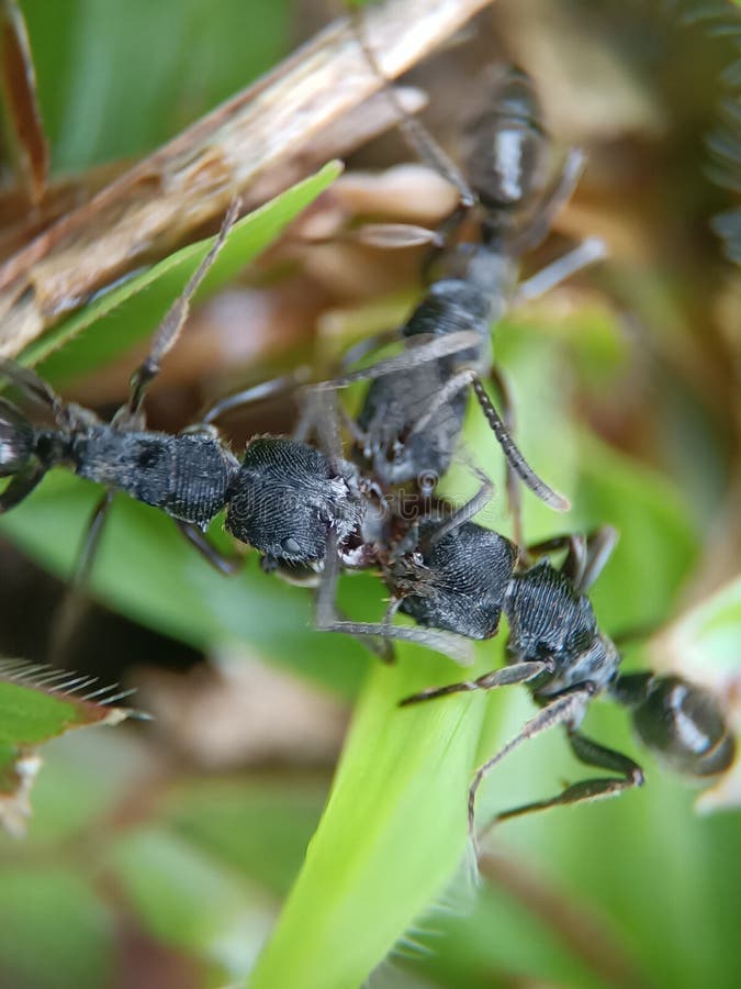 Triangle ant on the nature stock photo. Image of arthropod - 230550016