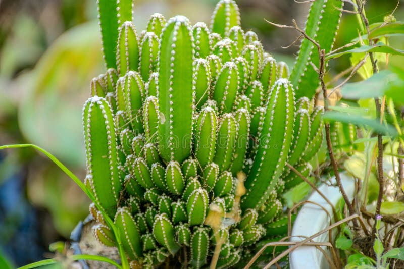 Triangle cactus stock image. Image of tree, thorn, color - 301001883