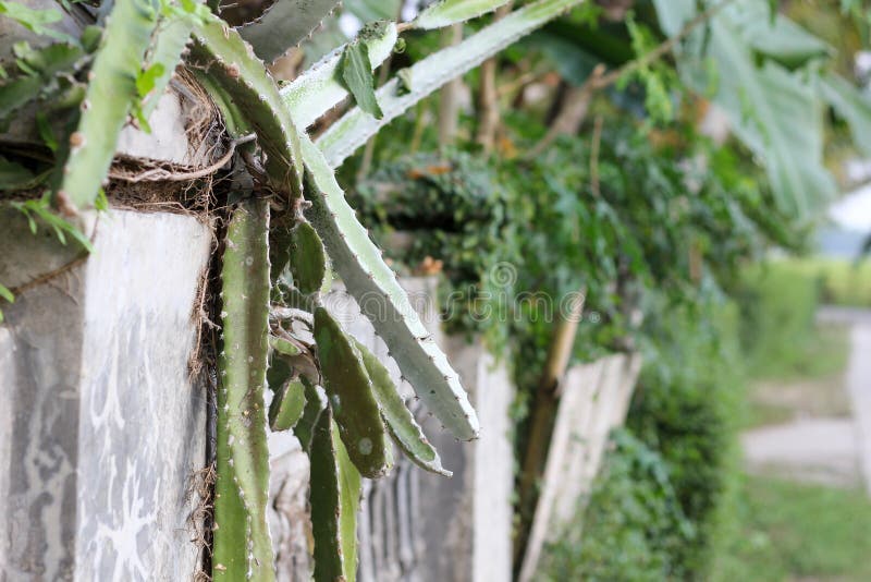 Triangle cactus stock image. Image of flower, foliage - 211510533
