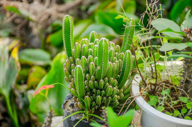 Triangle cactus stock photo. Image of botanical, tropical - 301001944