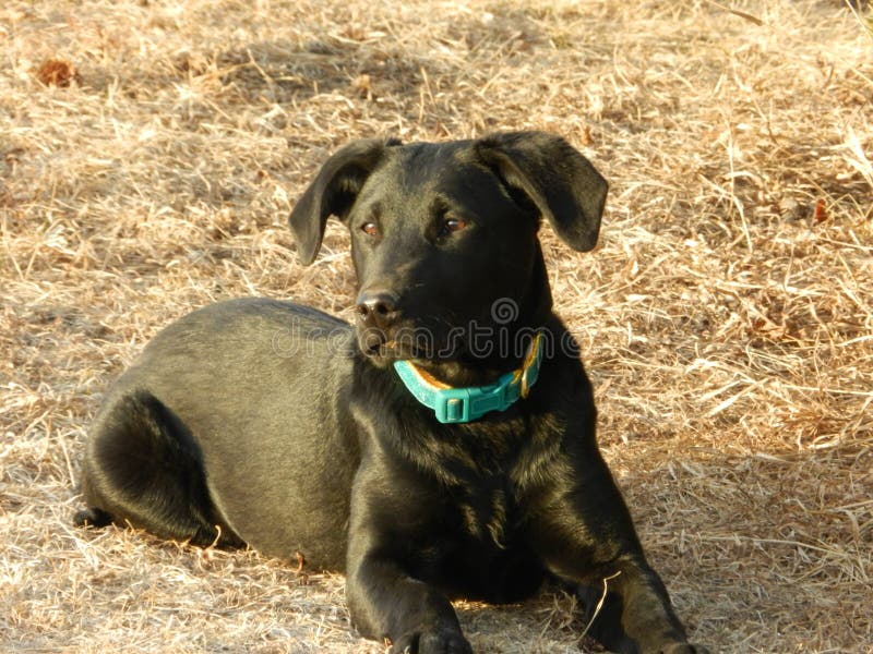 Triangle Ears stock photo. Image of youth, labrador, fall - 48100146