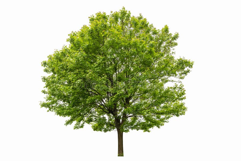 Triangle maple tree stock photo. Image of growth, branch - 146282116