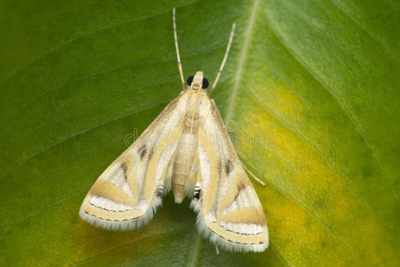 Triangle Moth on Leaf , Satara, Maharashtra Stock Photo - Image of ...