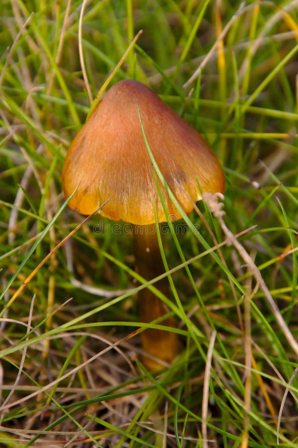Triangle mushroom stock image. Image of color, autumn - 127782093