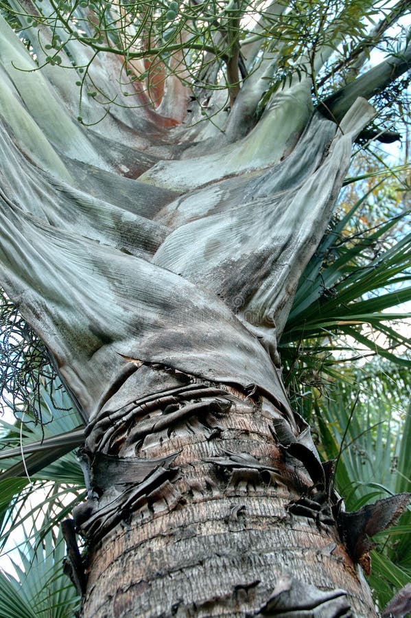 Triangle Palm Picture. Image: 102572