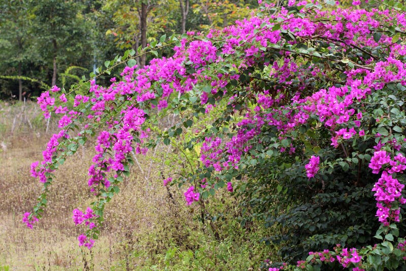 Triangle plum stock image. Image of tropical, willd, plum - 31846007