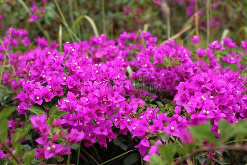 The triangle plum stock image. Image of purple, pure - 46295817