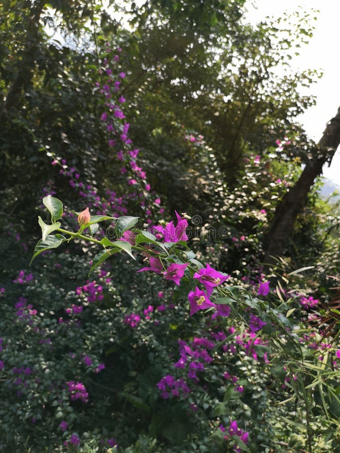 Triangle Plum in Green Plants Stock Photo - Image of triangle, charming ...