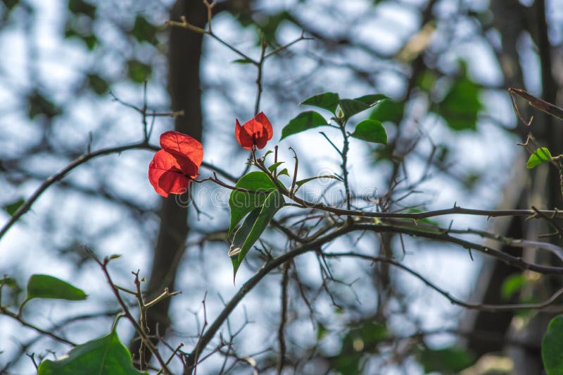 Triangle plum stock photo. Image of bougainvillea, outdoor - 65443226