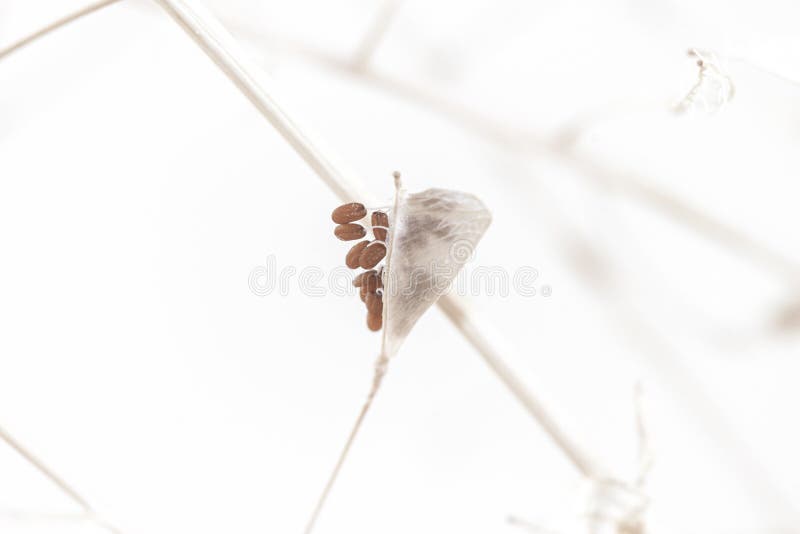 Triangle Shape Dry Beige Light Brown Elegant Flowers with Red Seeds ...