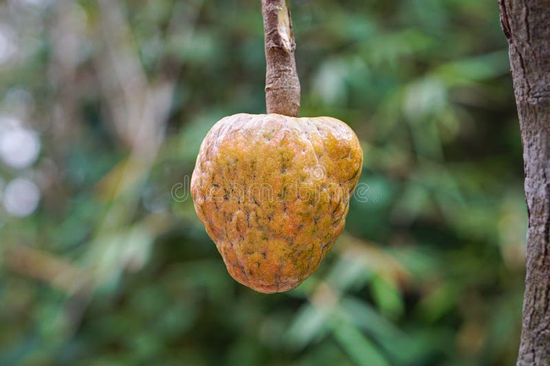 Triangle Shaped Ripe Sugar Apple or Wild Sweetsop or Custard Apple ...